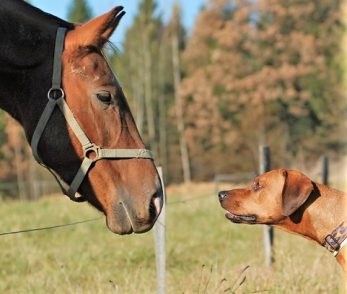 25 Beautiful Images of Horses and Dogs Together
