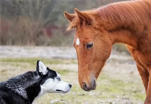 25 Beautiful Images of Horses and Dogs Together