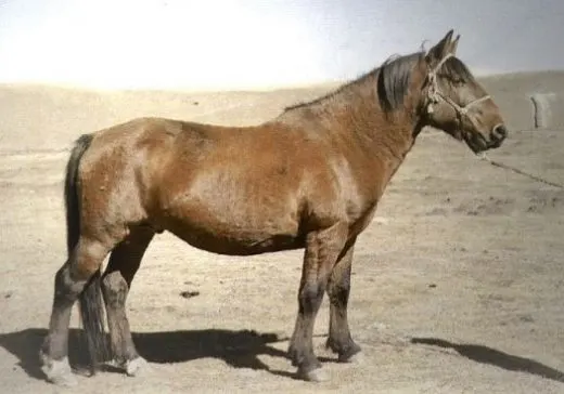 15 Chinese Horse Breeds (Facts, History & Pictures)