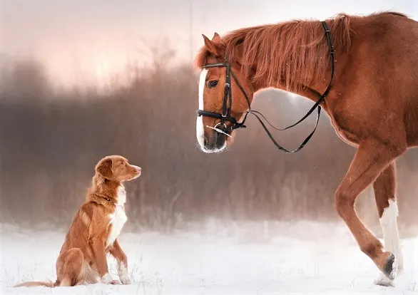 25 Beautiful Images of Horses and Dogs Together