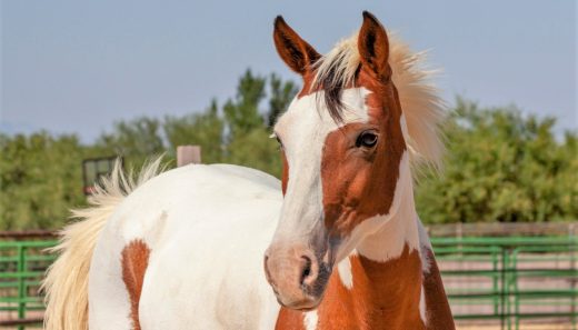 12 Extinct Horse Breeds You Never Knew Existed