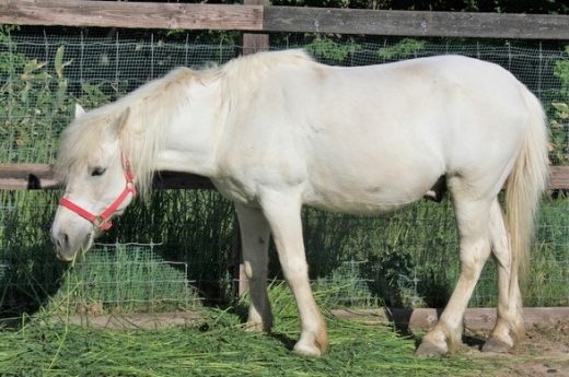 8 Rare Japanese Horse Breeds You Didn't Know Existed