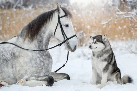 25 Beautiful Images of Horses and Dogs Together
