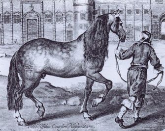12 Extinct Horse Breeds You Never Knew Existed