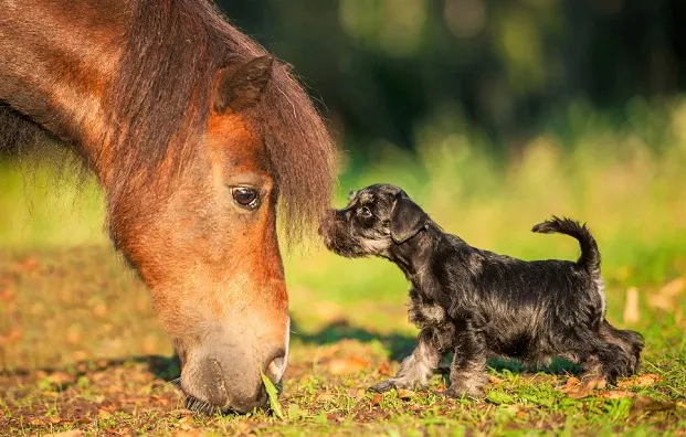 25 Beautiful Images of Horses and Dogs Together