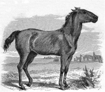 12 Extinct Horse Breeds You Never Knew Existed