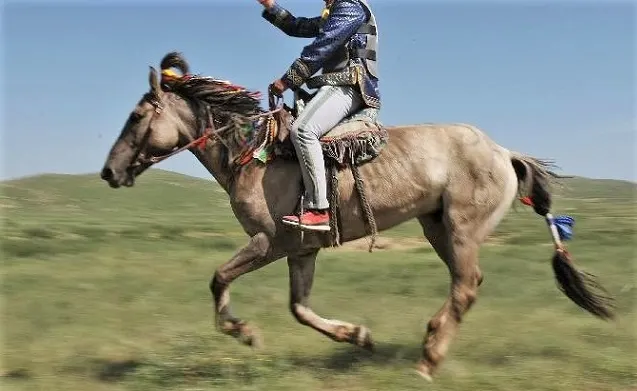 15 Chinese Horse Breeds (Facts, History & Pictures)