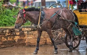 15 Chinese Horse Breeds (Facts, History & Pictures)