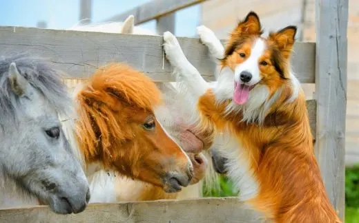 25 Beautiful Images of Horses and Dogs Together