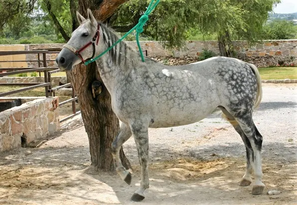 Native Mexican Horse Breeds History Facts Images