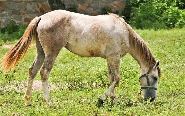 Native Mexican Horse Breeds (History, Facts & Images)