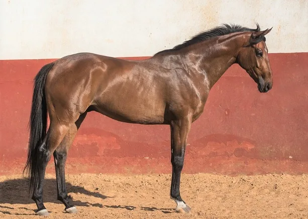 15 Thoroughbred Horse Breed Facts You Probably Didn't Know