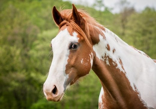 11 Fascinating Paint Horse Facts You Probably Didn't Know