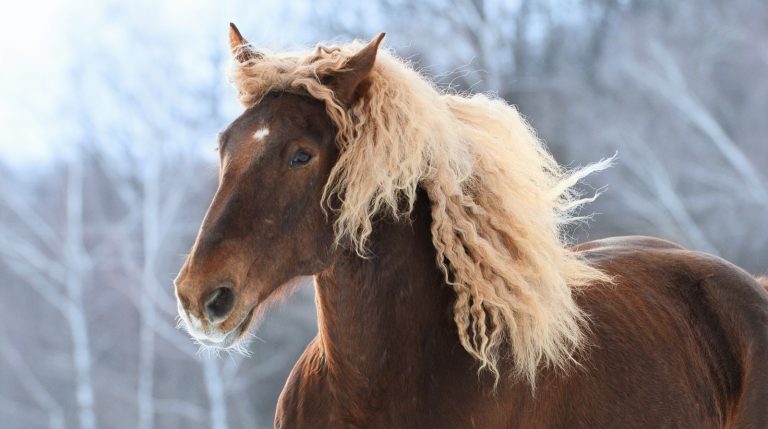 10 Native Russian Horse Breeds (Facts, History & Images)