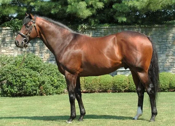 15 Thoroughbred Horse Breed Facts You Probably Didn't Know