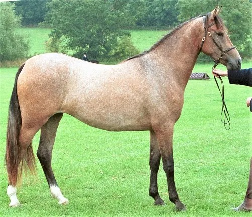 15 Spanish Horse Breeds and Their Role in Spanish Culture