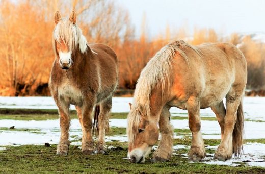 15 Spanish Horse Breeds and Their Role in Spanish Culture