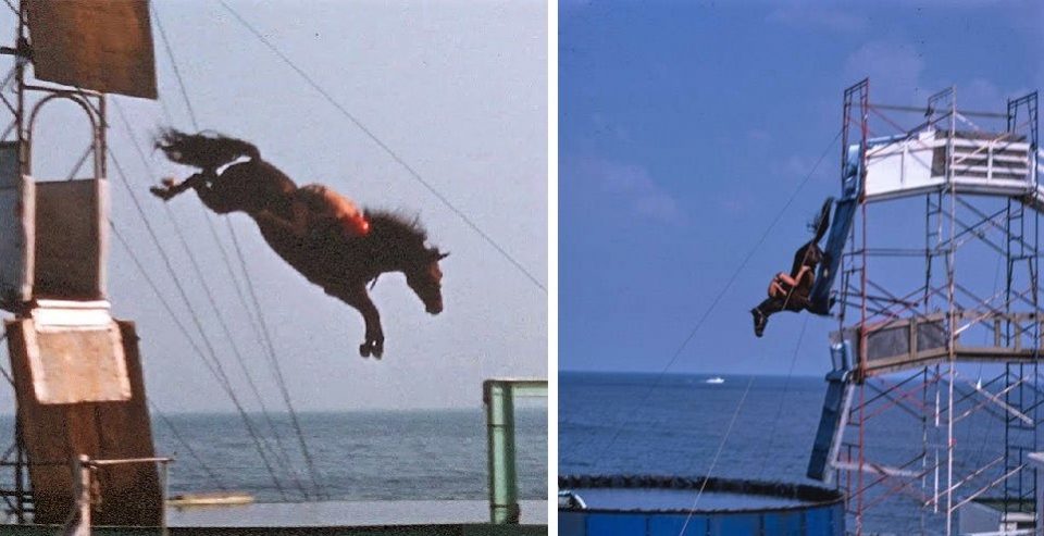 What is Horse Diving? Is It Cruel? Facts, History & FAQs