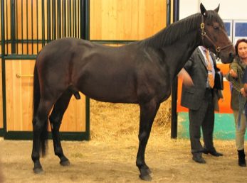 15 Common Italian Horse Breeds You Need to See