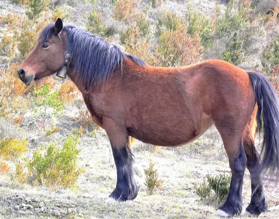 15 Spanish Horse Breeds and Their Role in Spanish Culture