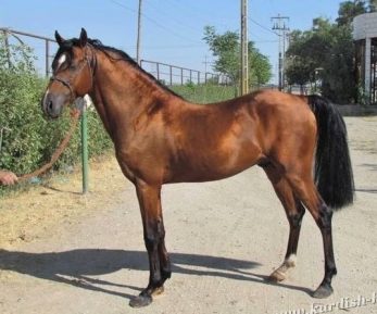 7 Persian Horse Breeds (Facts, History & Pictures)