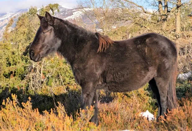 15 Spanish Horse Breeds and Their Role in Spanish Culture
