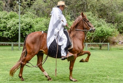 What is a Gaited Horse? Breeds, Types of Gaits & FAQs Answered