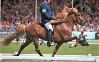 What is a Gaited Horse? Breeds, Types of Gaits & FAQs Answered