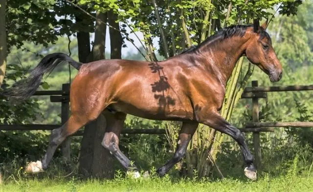 15 Common Italian Horse Breeds You Need to See