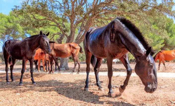 15 Spanish Horse Breeds and Their Role in Spanish Culture
