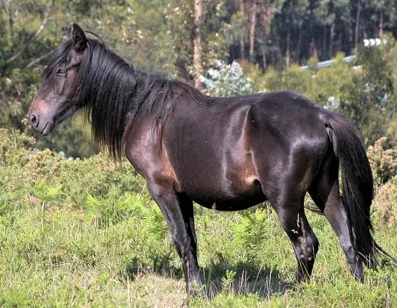 15 Spanish Horse Breeds and Their Role in Spanish Culture