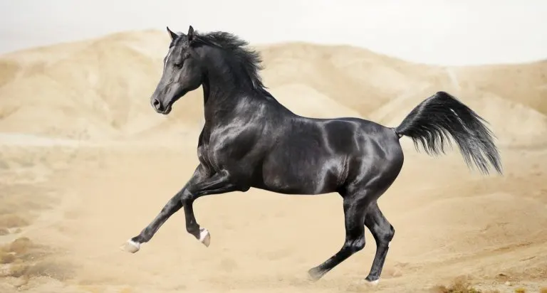 7 Persian Horse Breeds (Facts, History & Pictures)