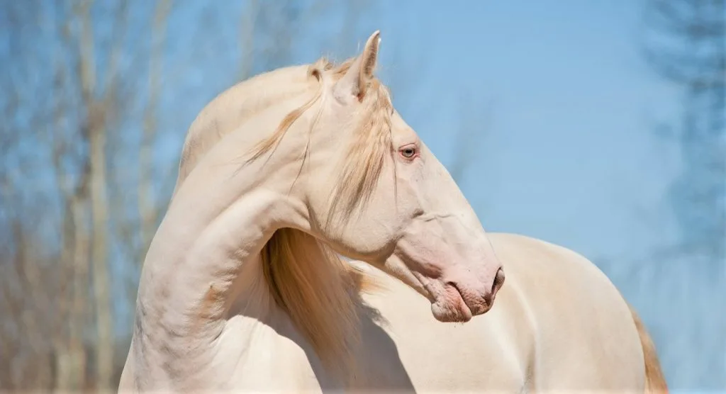 15 Native Spanish Horse & Pony Breeds (With Images)