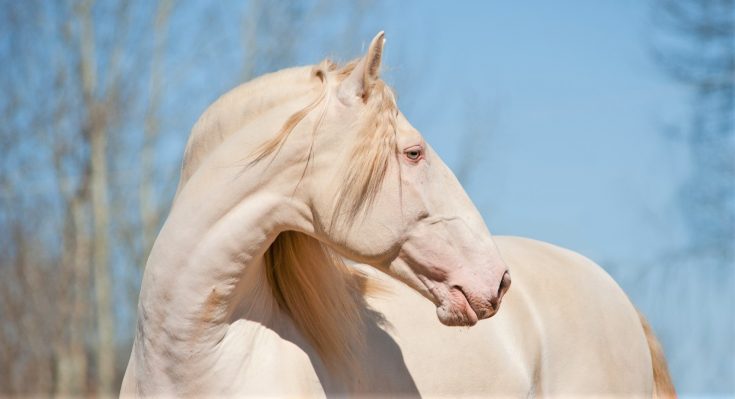 15 Native Spanish Horse & Pony Breeds (With Images)
