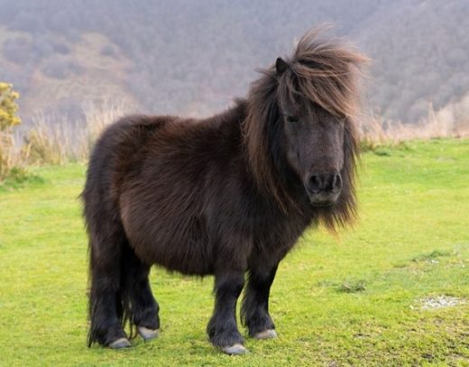 15 Spanish Horse Breeds and Their Role in Spanish Culture