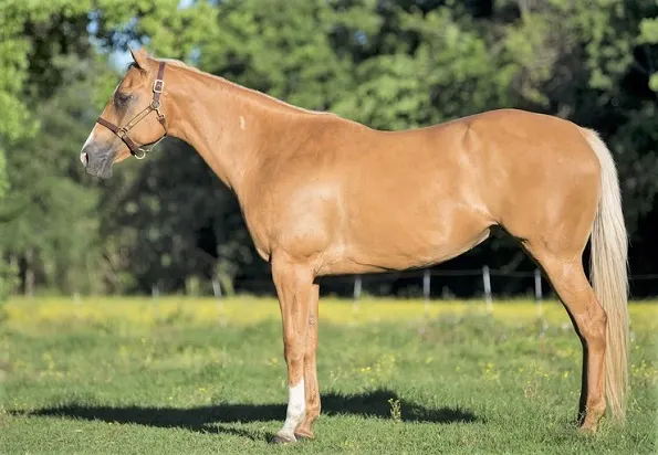 6 Best Barrel Racing Horse Breeds (5 Common FAQs Answered)