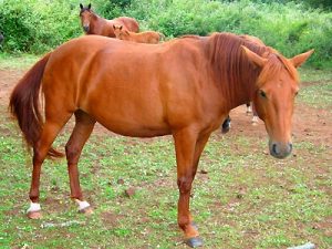 15 Common Italian Horse Breeds You Need to See