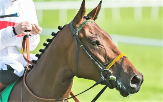 15 Thoroughbred Horse Breed Facts You Probably Didn't Know