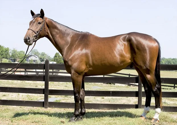 6 Best Barrel Racing Horse Breeds (5 Common FAQs Answered)