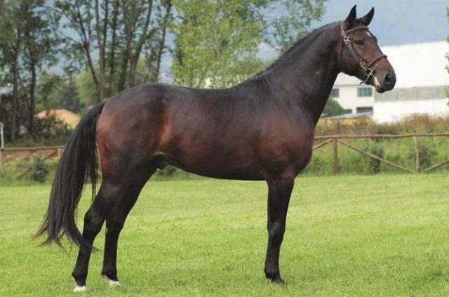 15 Common Italian Horse Breeds You Need to See