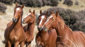 10 Native Australian Horse Breeds (Facts, History & Pictures)