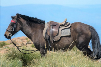 15 Native African Horse Breeds You Probably Didn't Know