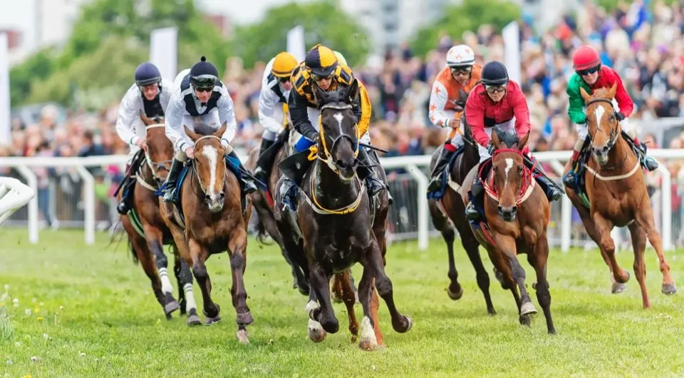 11 Facts About Morgan Horses You Didn't Know