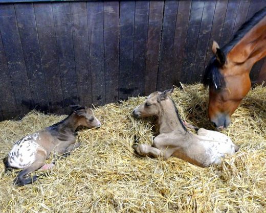 Incredible Mare Gives Birth to Healthy Twins for a Second Time