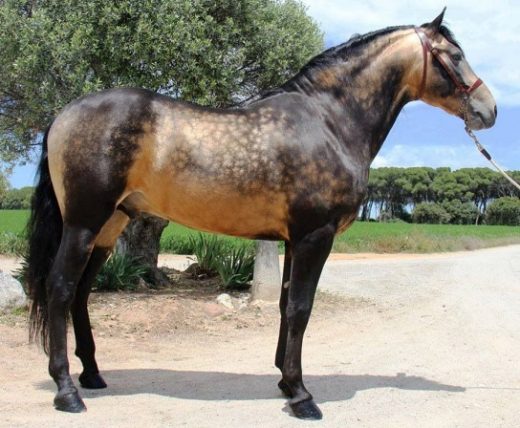 15 Rarest Horse Colors in the World (With Pictures)