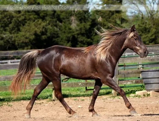 15 Rarest Horse Colors in the World (With Pictures)