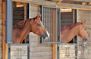 Horse Boarding Guide: Types, Costs & FAQs
