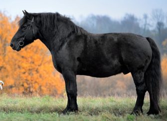 11 Interesting Facts About the Percheron Horse Breed