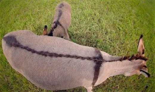 Why Do Donkeys Have a Cross on Their Back?