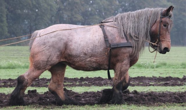 How Strong Are Horses? 6 Horse Strength Facts & FAQs